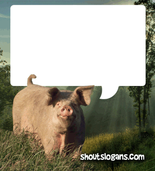 Weee Pig Memes